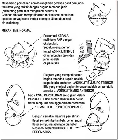 INFORMASI REPRODUKSI: MEKANISME PERSALINAN NORMAL